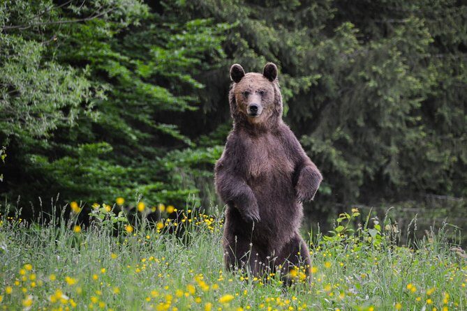 Day Trip & Bear Watching in the Land of Volcanoes - A Practical Introduction: What to Expect