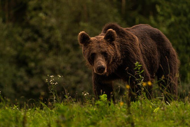 Day Trip & Bear Watching in the Land of Volcanoes - Frequently Asked Questions