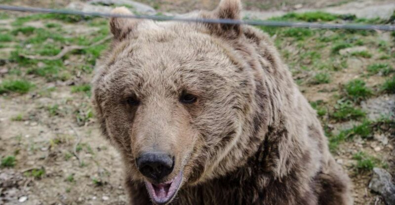 Day trip Bran Castle, Rasnov Fortress and Bear Sanctuary - What This Tour Offers in Detail
