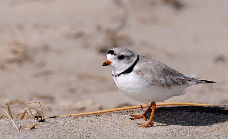 Day Trip from Boston: Guided Nature Walk at Crane Estate - What to Expect on the Guided Tour