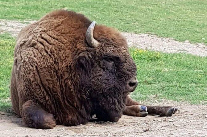 Day trip from Brasov: Bison reserve & traditional lunch - Exploring Romania’s Bison Reserve and Traditional Lunch: A Well-Rounded Day Trip