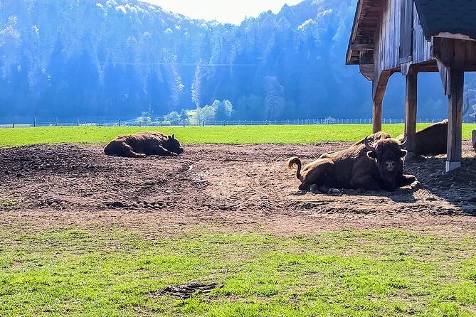 Day trip from Brasov: Bison reserve & traditional lunch - What You’ll Experience on the Day Trip