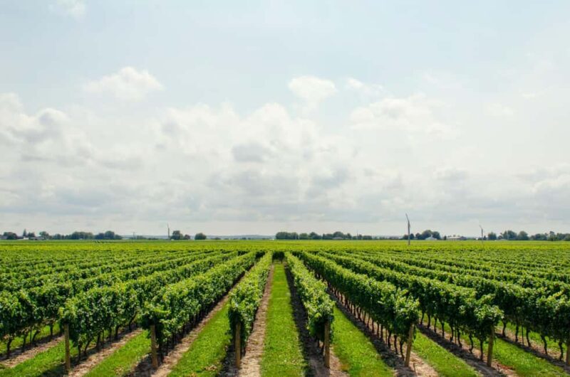 Day Trip from Bucharest to Wine Region: Tour & Wine Tasting - Practical Considerations and Value