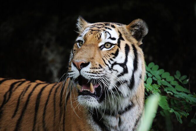 Day Trip from Jaipur to Ranthambore with Tiger Safari - Who Will Love This Tour?