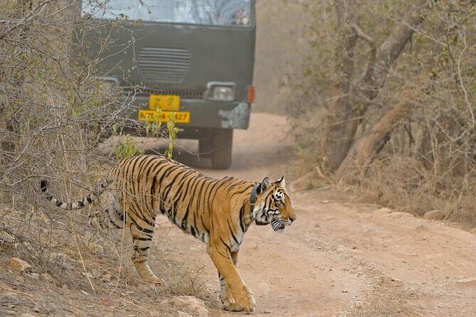 Day Trip from Jaipur to Ranthambore with Tiger Safari - Authentic Encounters and Real Traveler Insights