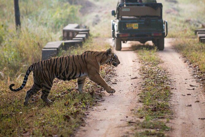 Day Trip from Jaipur to Ranthambore with Tiger Safari - Final Thoughts