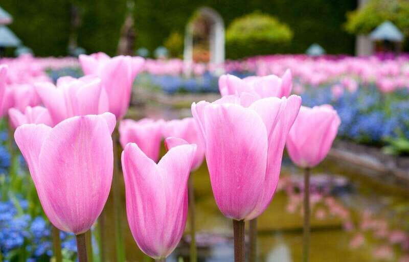 Day Trip from Vancouver to Victoria and Butchart Gardens - The Value for Your Money