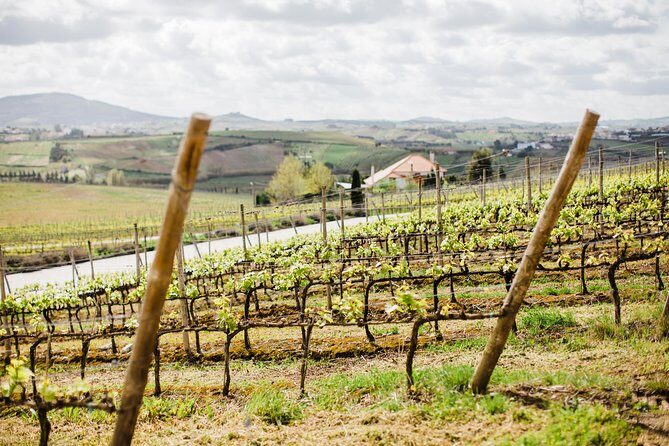 Day trip Lisbon Wine Tasting - Private tour - Key Points