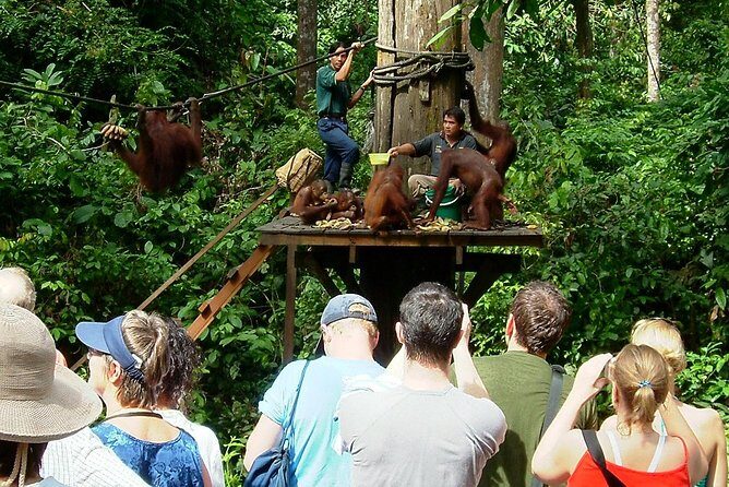 Day Trip Sepilok Orang-utan And City Tour - The Detailed Experience