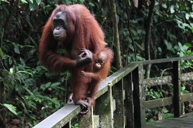 Day Trip Sepilok Orang Utan & Labuk Bay Proboscis Monkey - Key Points