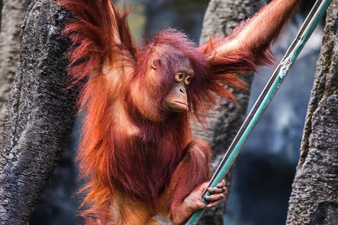 Day Trip Sepilok Orang Utan & Labuk Bay Proboscis Monkey - The Sum Up