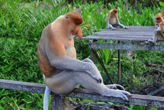 Day Trip Sepilok Orang Utan & Labuk Bay Proboscis Monkey - FAQ