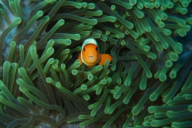 Day Trip snorkeling Nusa Penida - Manta 3 sites (from south bali) - Why This Tour Offers Good Value