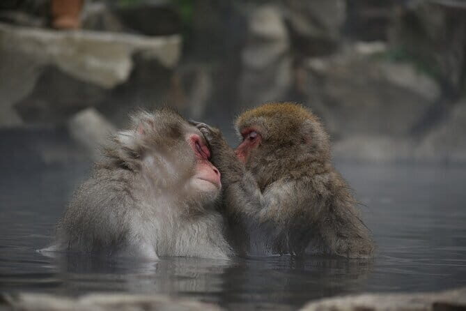 Day Trip Snow Monkey in Nagano from Tokyo by bullet train - A Closer Look at the Itinerary