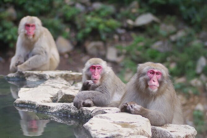 Day Trip Snow Monkey in Nagano from Tokyo by bullet train - Final Thoughts: Is It Worth It?