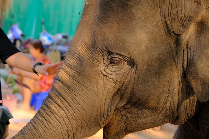 Day Trip to an Elephant Conservation and Care Center near Agra - Analyzing the Value