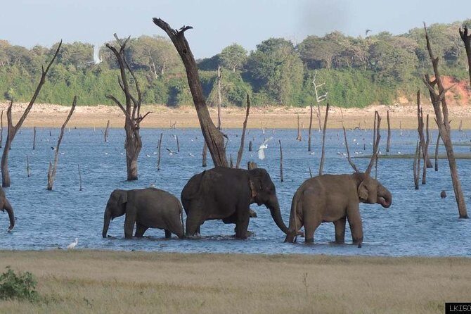 Day Trip To Anuradhapura Kingdom and Wilpattu Safari From Colombo - Who Will Love This Tour?