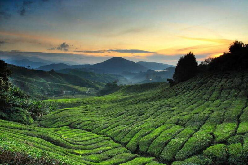 Day Trip to Cameron Highlands - Key Points
