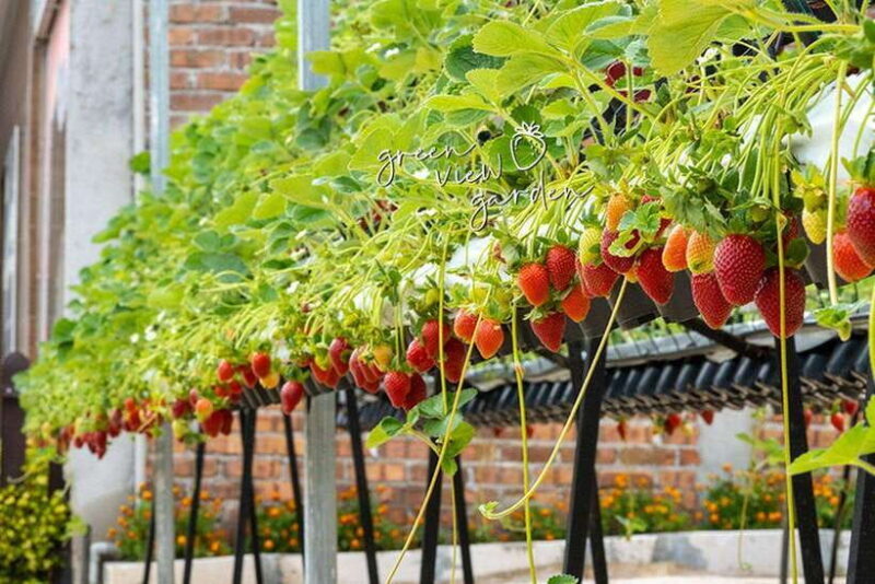 Day Trip to Cameron Highlands - The Comfort of Hassle-Free Transportation