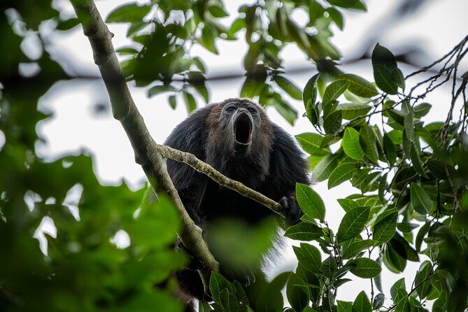 Day Trip to Coba and Punta Laguna with Mayan Lunch - An In-Depth Look at the Tour Experience