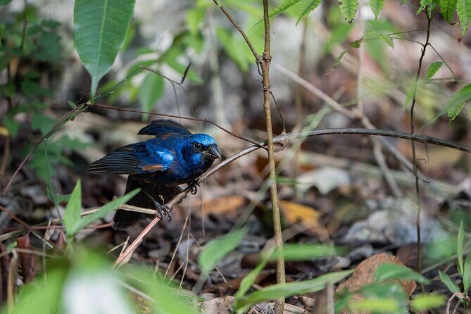 Day Trip to Coba and Punta Laguna with Mayan Lunch - FAQ