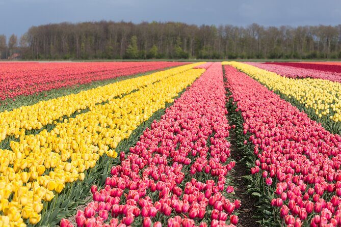 Day Trip to Famous Tulip Route in Noordoostpolder From Amsterdam - Why This Tour Stands Out