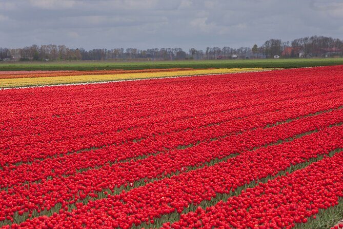 Day Trip to Famous Tulip Route in Noordoostpolder From Amsterdam - The Vehicle and Group Size