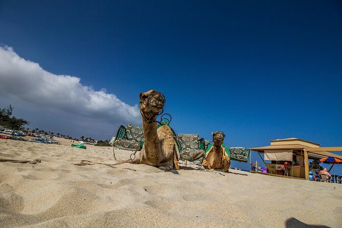 Day trip to Fuerteventura from Lanzarote - The Sum Up: Who Is This Tour Best For?