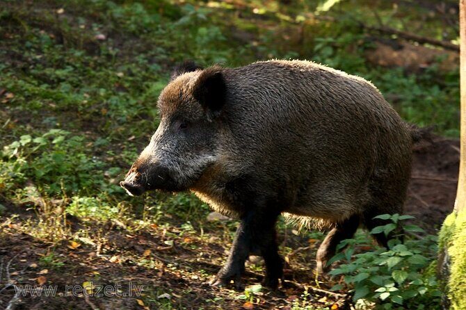 Day trip to Gauja National Park: animals, castles and a cave - Key Points