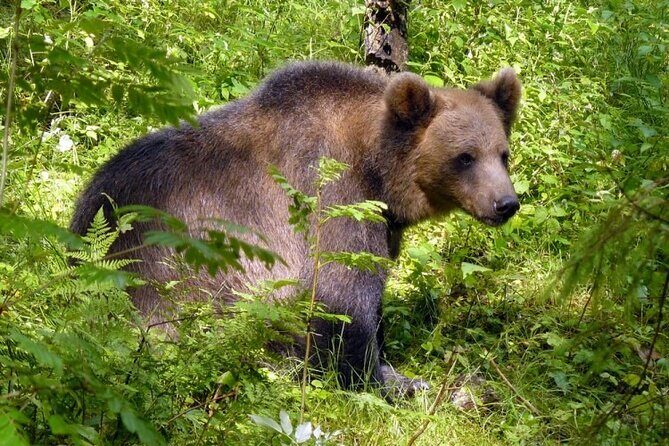 Day trip to Gauja National Park: animals, castles and a cave - The Value: Is It Worth It?