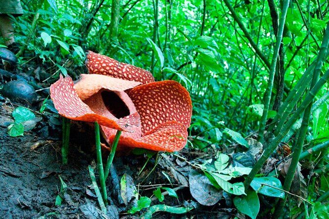 Day-Trip to Gunung Gading Rafflesia Centre from Kuching City - Key Points