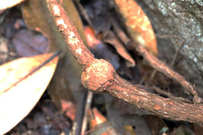 Day-Trip to Gunung Gading Rafflesia Centre from Kuching City - What the Tour Includes and What to Keep in Mind