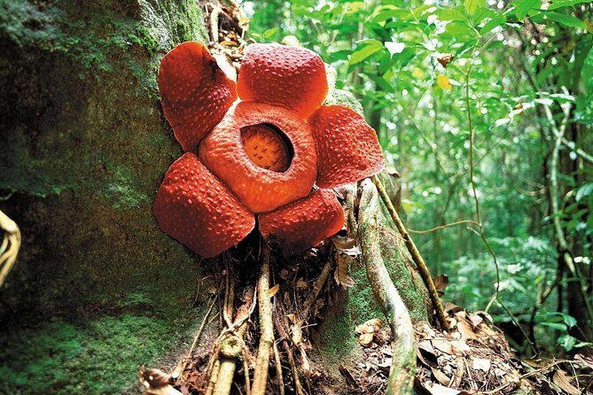 Day-Trip to Gunung Gading Rafflesia Centre from Kuching City - Final Thoughts: Is This Tour Right for You?