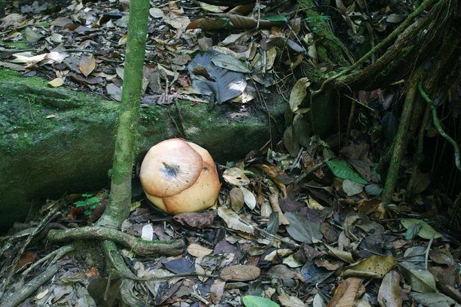 Day-Trip to Gunung Gading Rafflesia Centre from Kuching City - FAQs