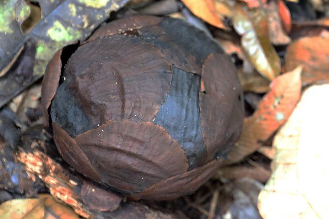 Day-Trip to Gunung Gading Rafflesia Centre from Kuching City - Final Word: Is It Worth It?