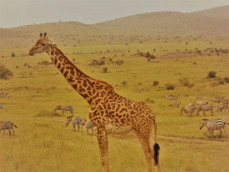 Day trip to Hells gate and Lake Naivasha - An In-Depth Look at the Experience