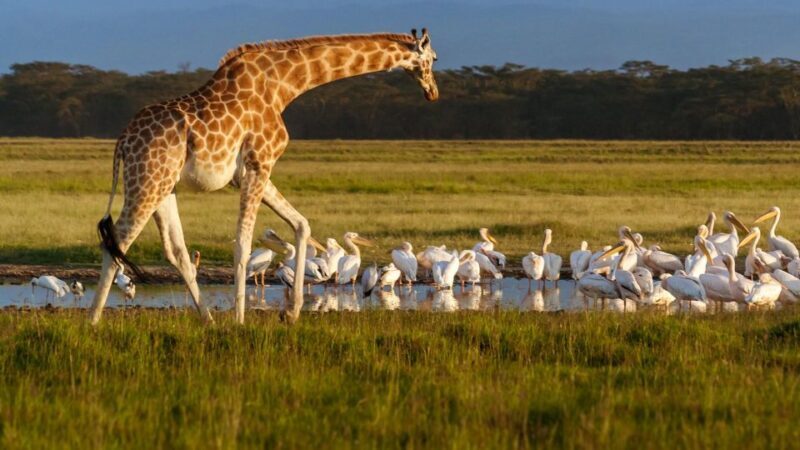 Day trip to Hells gate and Lake Naivasha - Final Thoughts