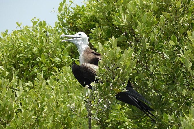 Day Trip to Isla Contoy - What Do Travelers Say?