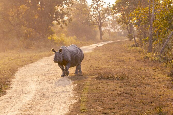 Day Trip to Kaziranga National Park (Guided Private Tour from Guwahati) - Timing and Weather Considerations