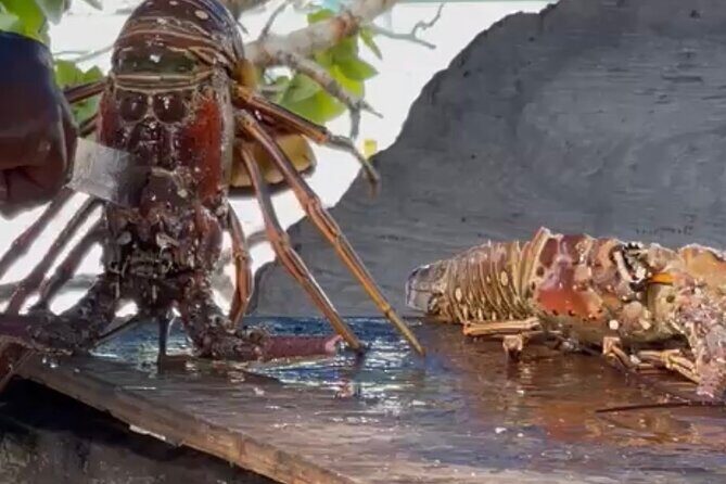 Day Trip to Negril from Montego Bay/Boat Ride to Booby Cay Island/Lobster Lunch - Pricing and Value Analysis