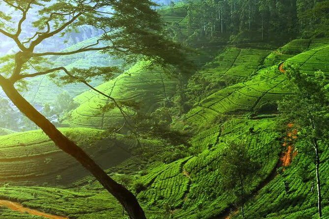 Day Trip to Nuwara Eliya with Kingfisher Tours - Key Points