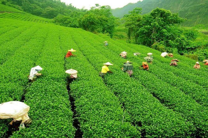 Day Trip to Nuwara Eliya with Kingfisher Tours - Why This Tour Works and What to Expect