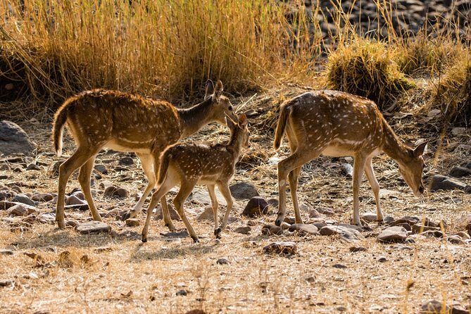 Day Trip to Ranthambore Tiger Safari from Jaipur - An In-Depth Review of the Tour Experience