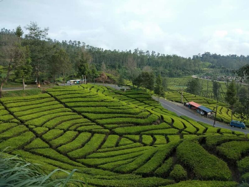 Day Trip Volcano White Crater Ciwidey Bandung - Tour Guide - An Afternoon in Bandung’s Natural Wonders