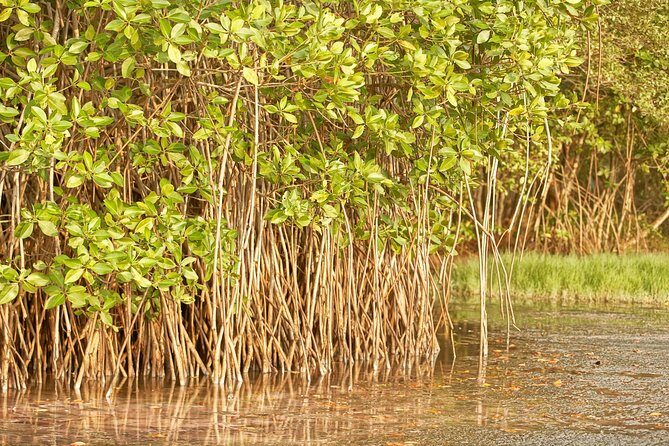 Day Visit to Dutch Galle Fort & Bentota Mangrove Safari From Colombo - In The Sum Up