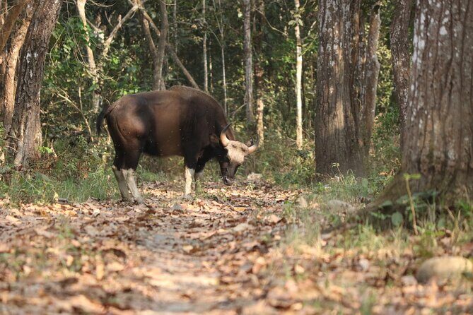 Day Walk(8-10h.) inside Chitwan National Park. - What to Expect on Your Chitwan Day Walk