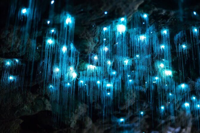 Daytime Scenic Rim Glow Worm Tour + Hop on Hop off Bus - Exploring the Scenic Rim and Glow Worm Caves: A Detailed Review