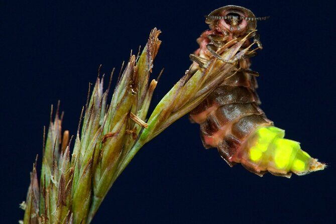 Daytime Scenic Rim Glow Worm Tour + Hop on Hop off Bus - Authentic Highlights Based on Reviews