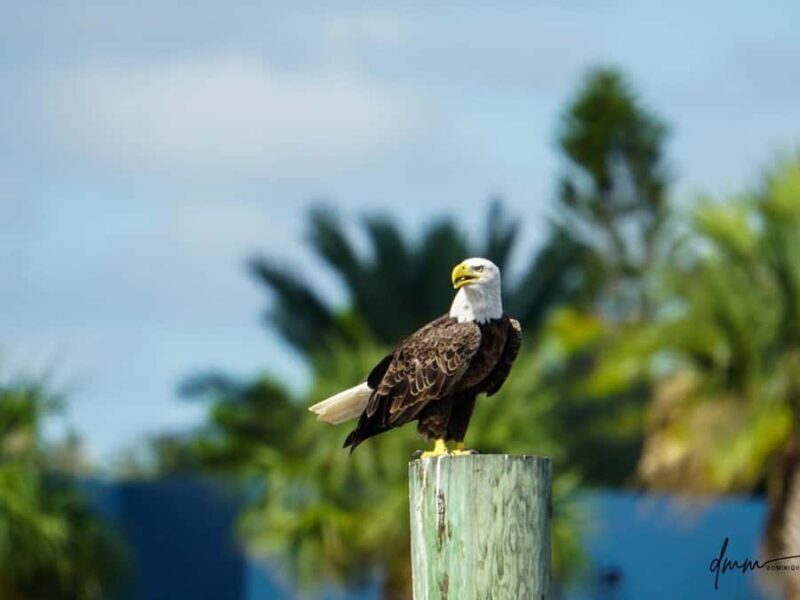 Daytona Beach: Halifax River Wildlife Boat Tour - A Detailed Look at the Halifax River Wildlife Boat Tour