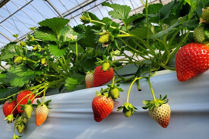 Dazaifu, Yanagawa River Cruise & Strawberry Picking from Fukuoka - Final Thoughts